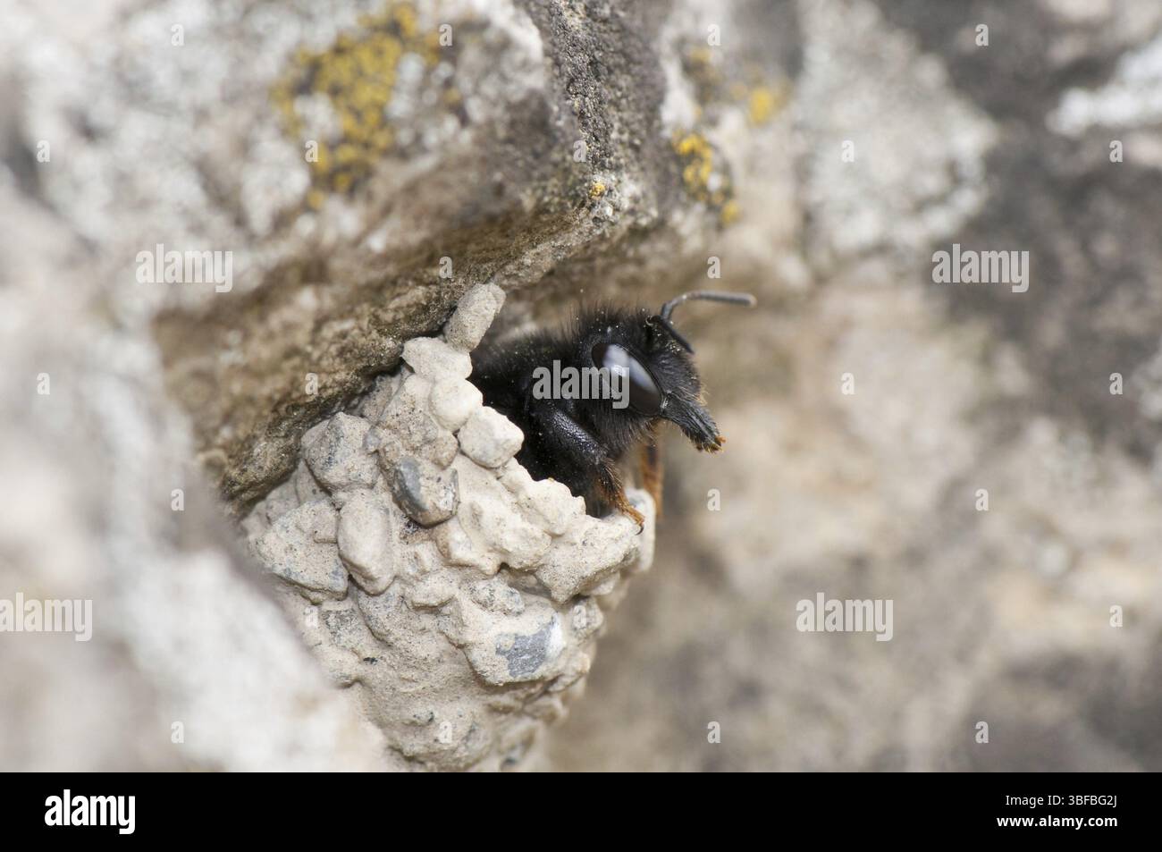 Mortar bee (wall bee, mason bee, mortar bee Stock Photo - Alamy