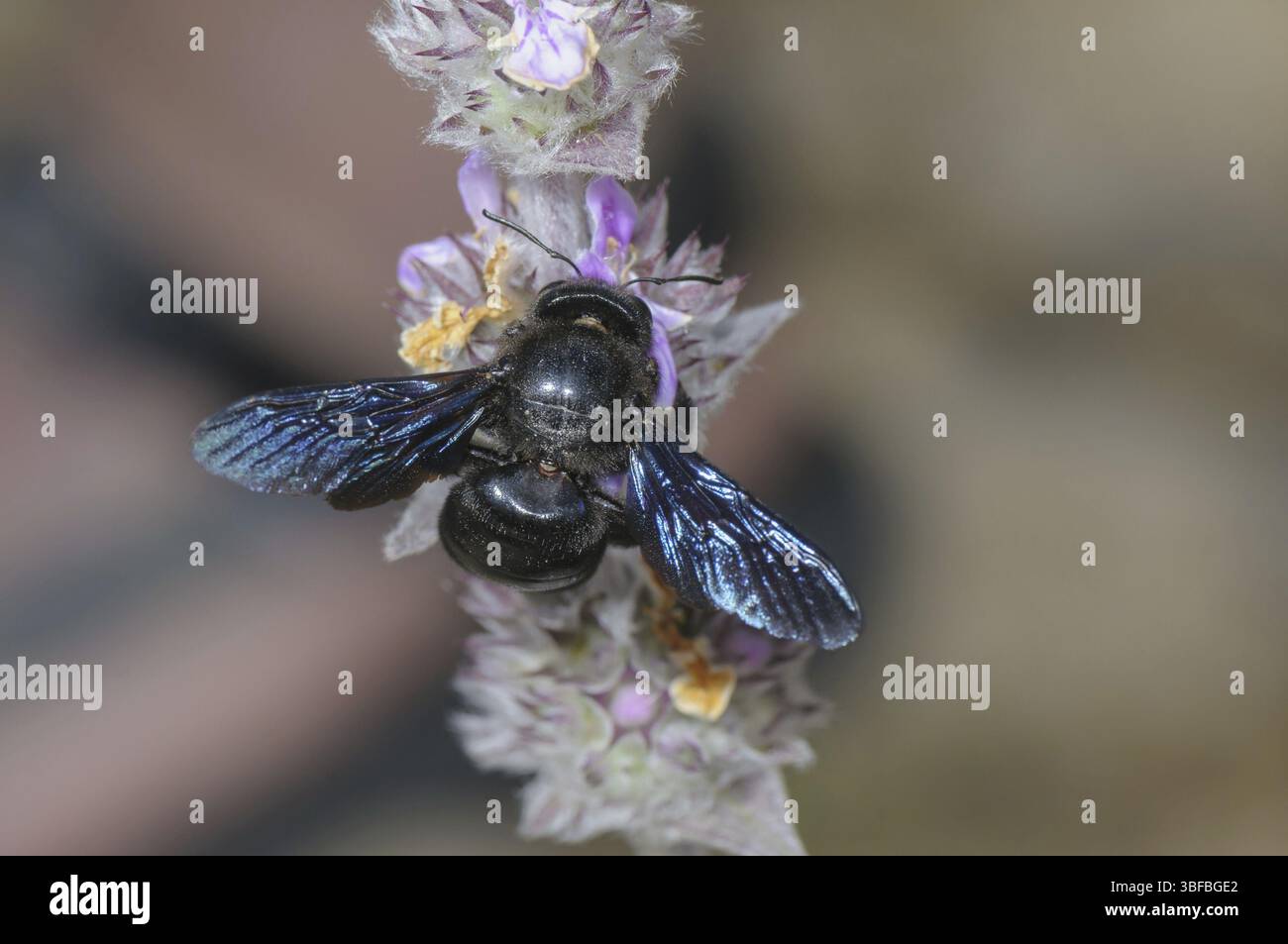 Violet carpenter bee (Xylocopa violacea Stock Photo - Alamy