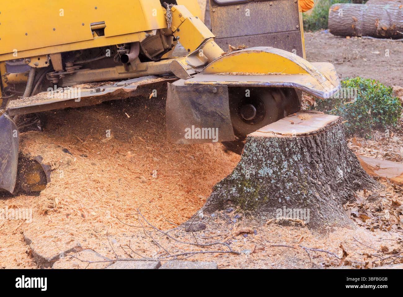 Stump grinder machine is grinding tree stump in yard, with wood chips ...