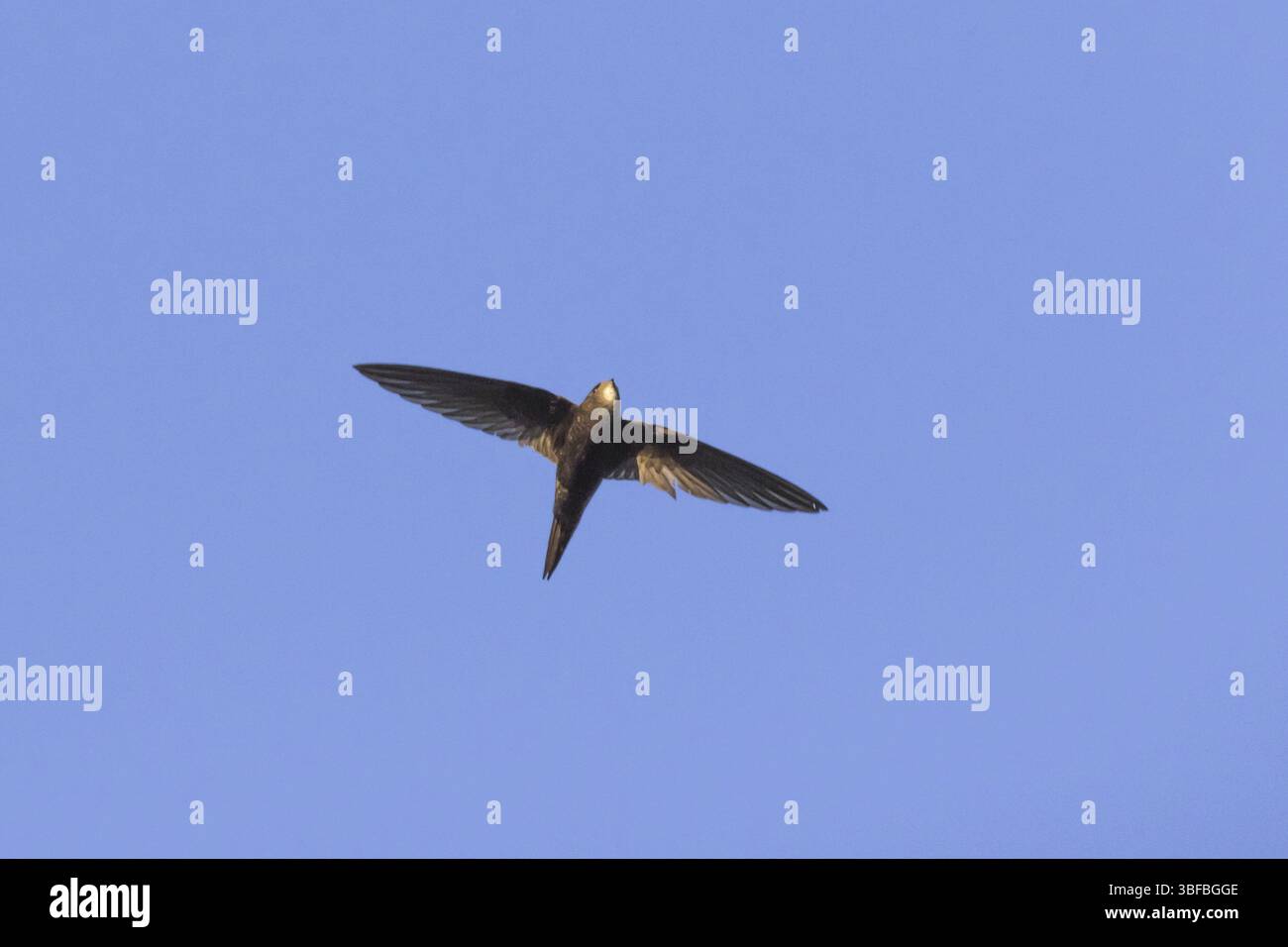 Swift (Apus apus) (Apus apus Stock Photo - Alamy