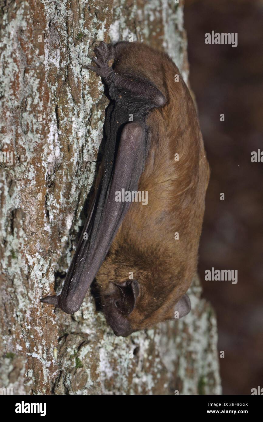 Common noctule (Nyctalus noctula Stock Photo - Alamy