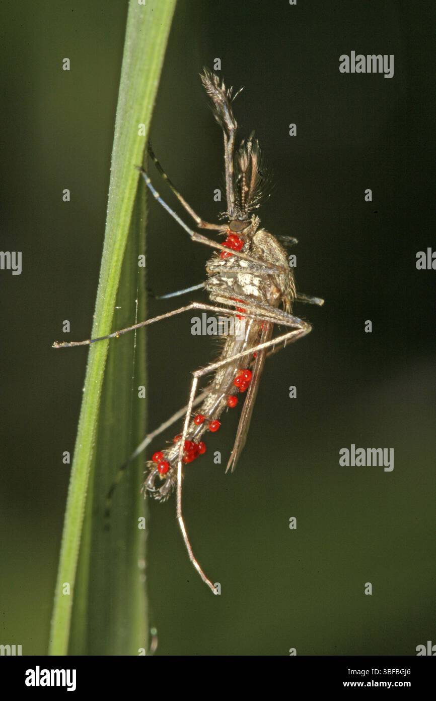 Mosquito - parasitised by larvae of the red velvet midge (Culicidae ...
