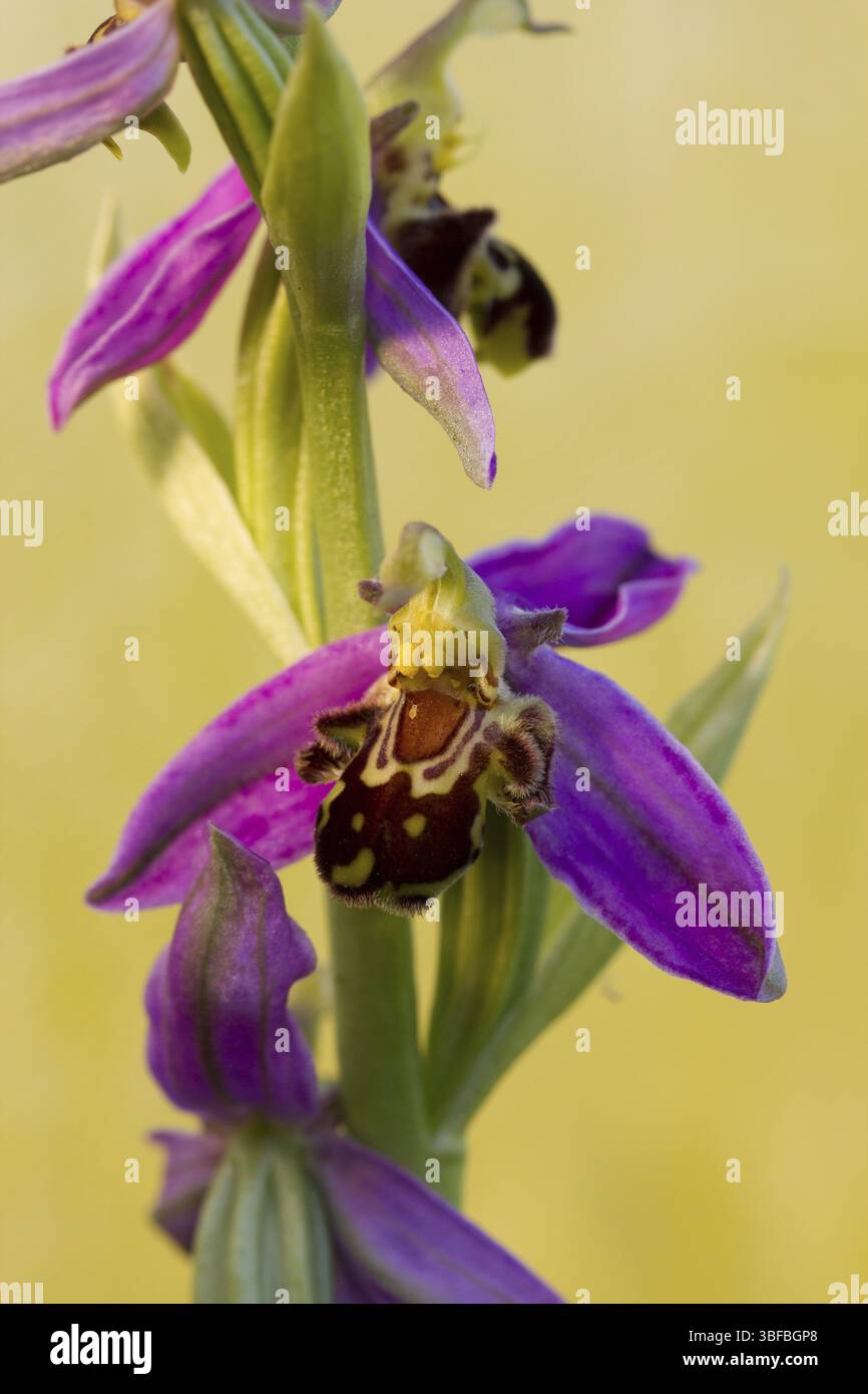Bee orchid (Ophrys apifera Stock Photo - Alamy