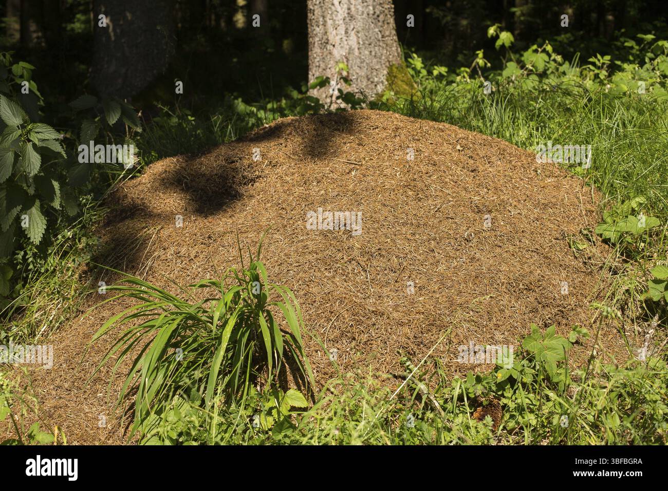 Ant pile hi-res stock photography and images - Alamy