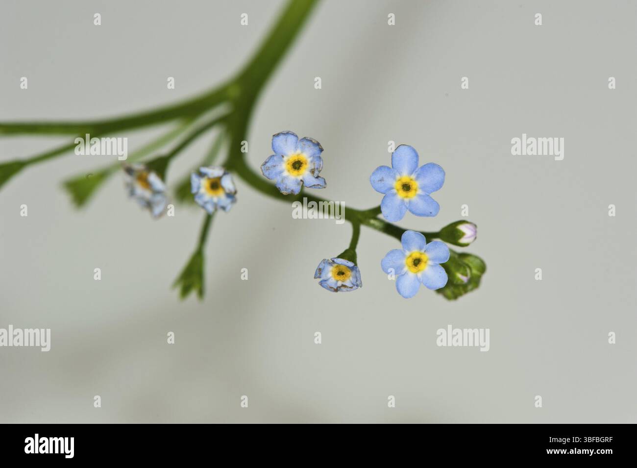 Lawn forget-me-not (Myositis laxa Stock Photo - Alamy