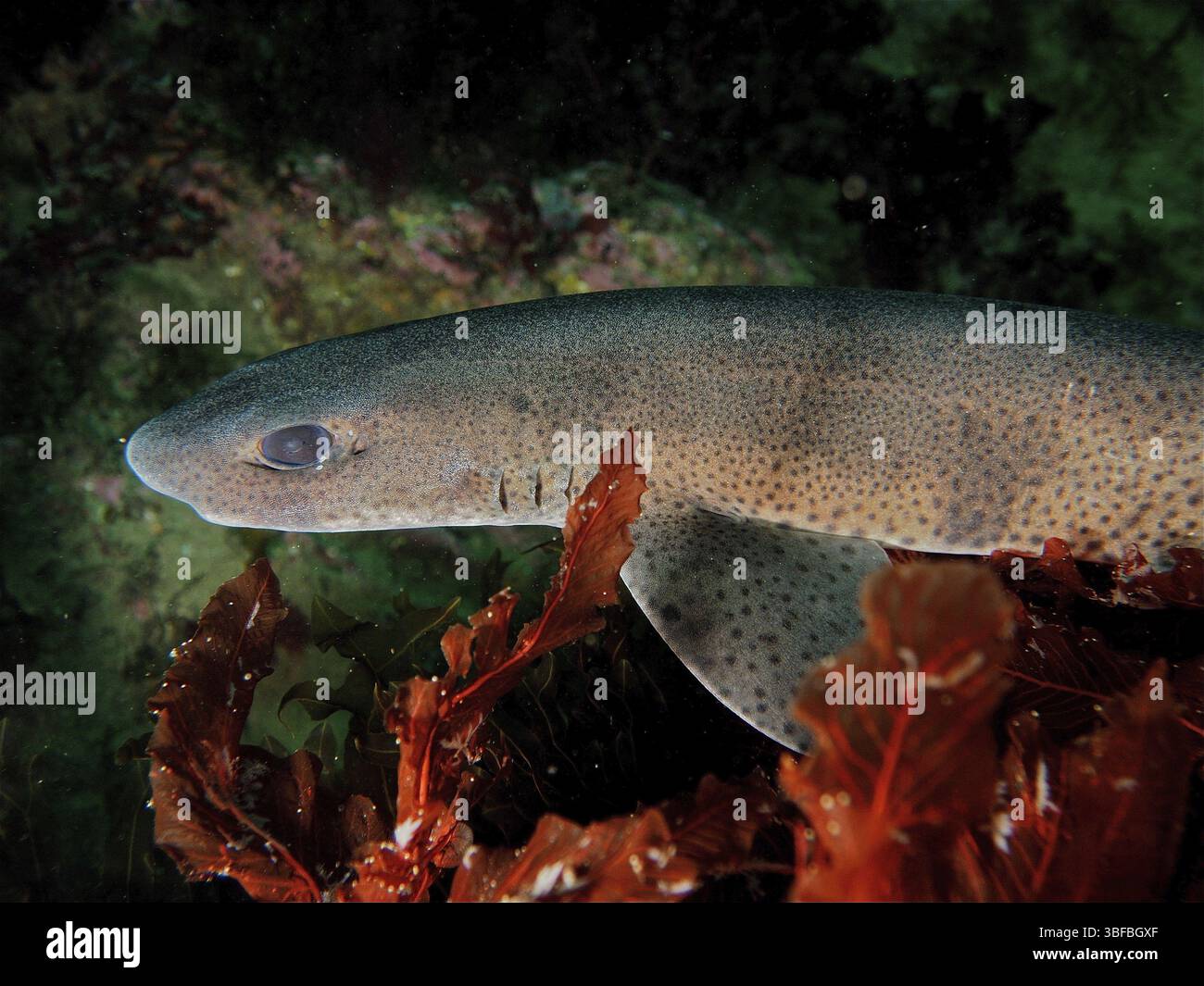 Small-spotted catshark (Scyliorhinus canicula Stock Photo - Alamy