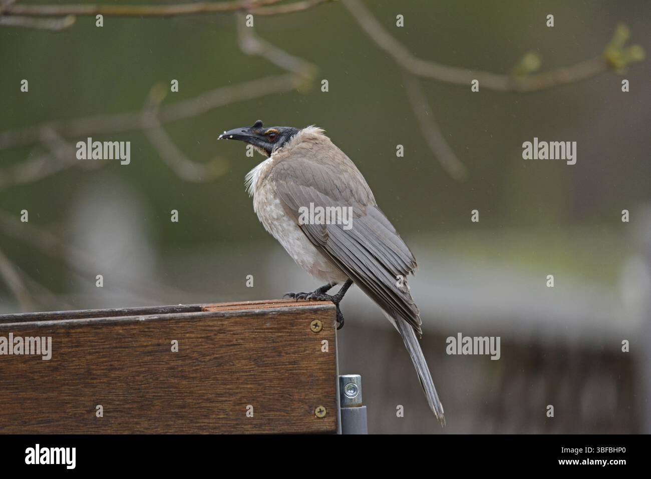 Australian leatherhead hi-res stock photography and images - Alamy