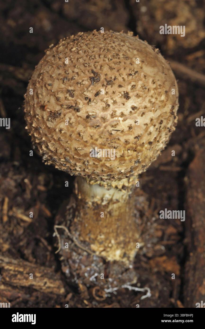 Echinoderma (lepiota) asperum hi-res stock photography and images - Alamy