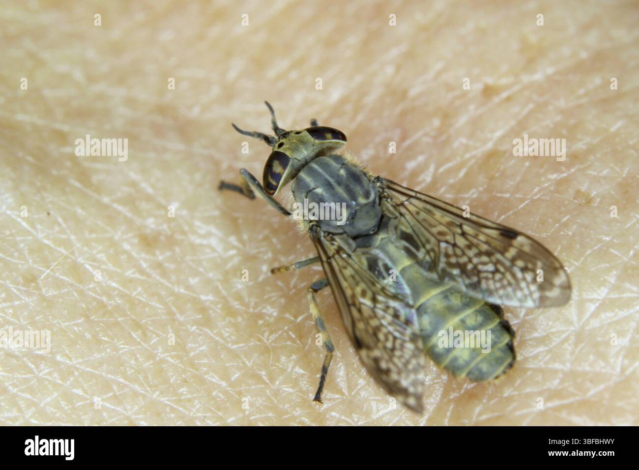 Rain brake - on the arm (Haematopota pluvialis Stock Photo - Alamy