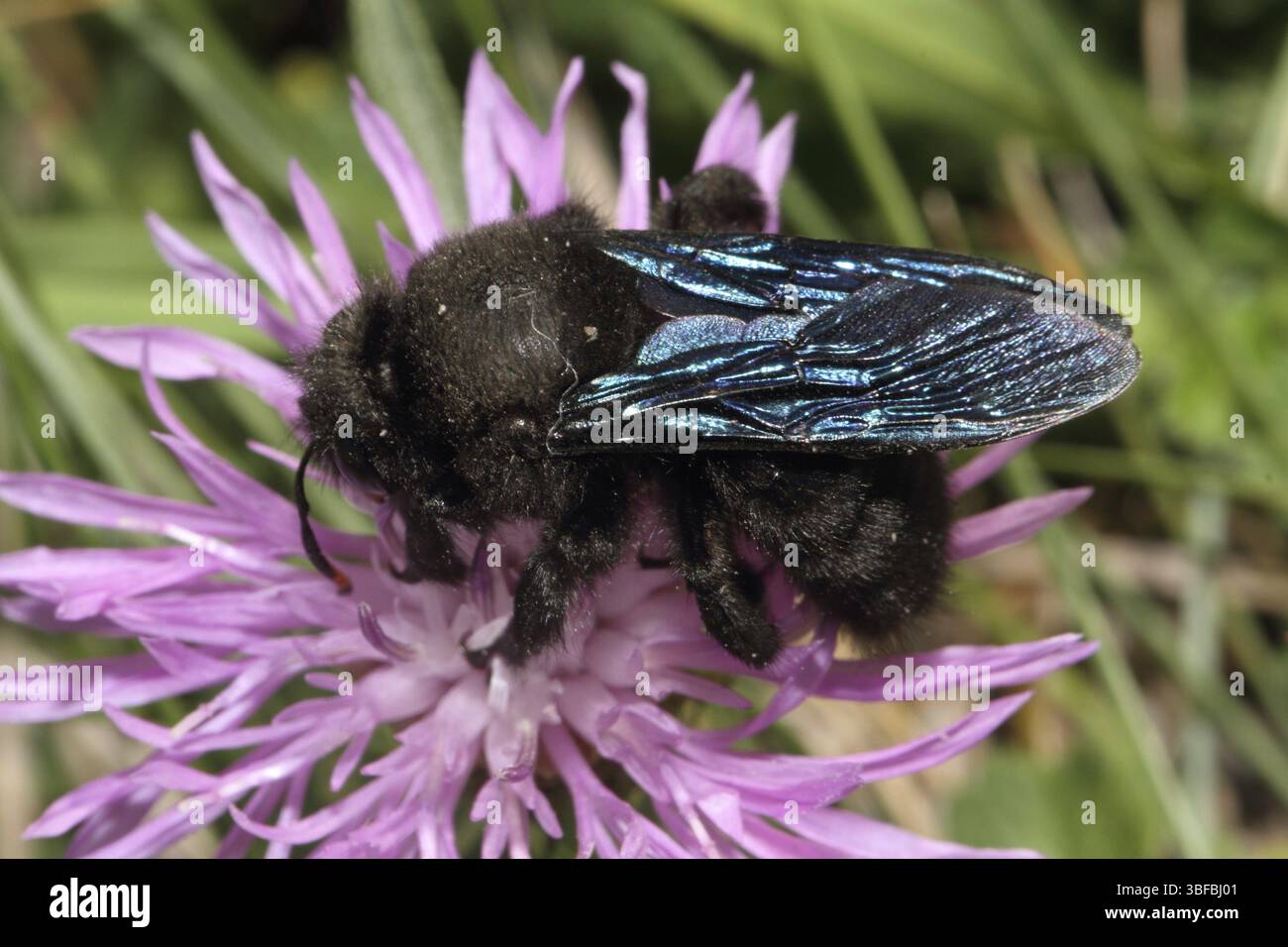 Violet carpenter bee (Xylocopa violacea Stock Photo - Alamy