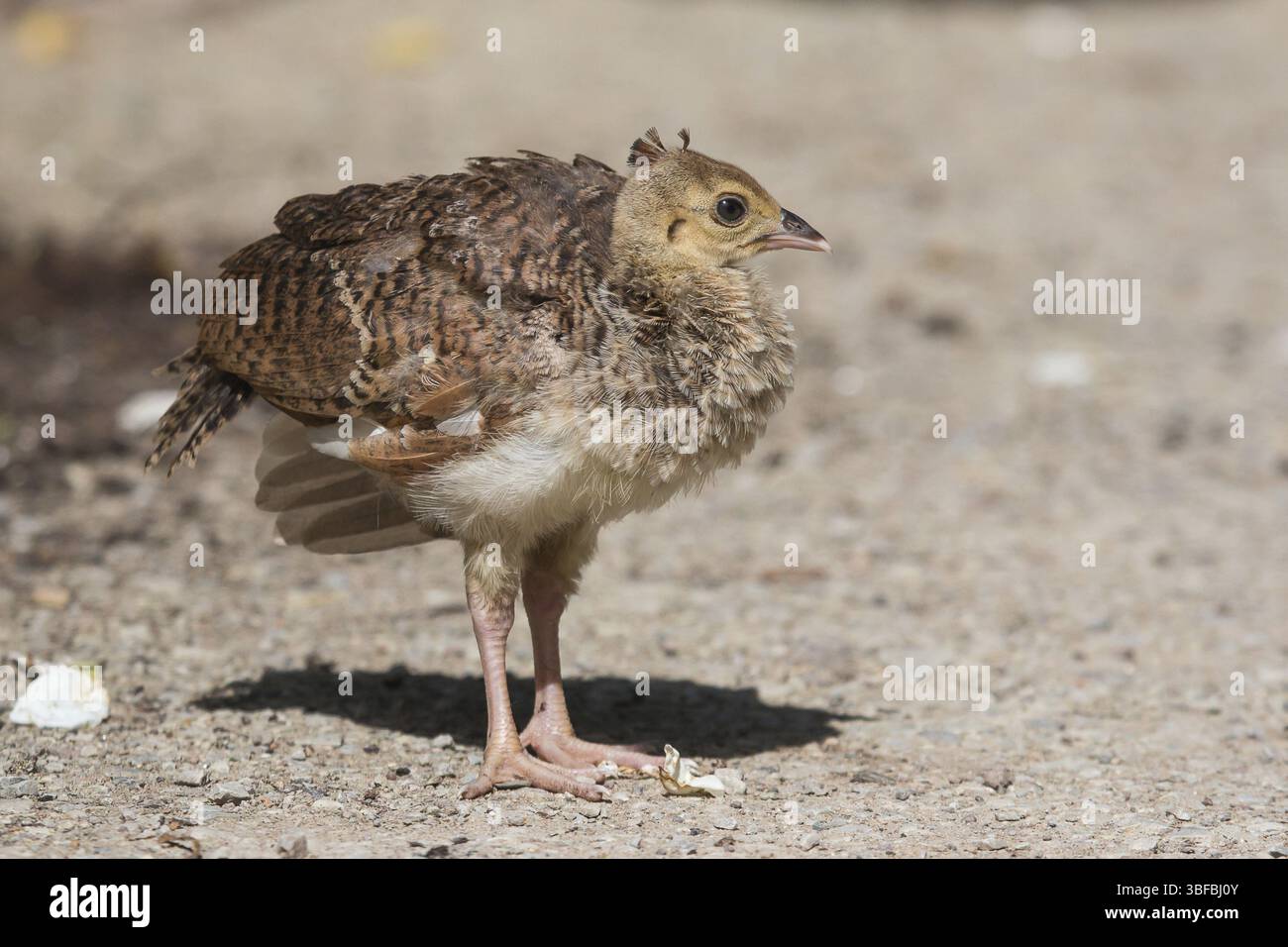 Cute little baby peacock hi-res stock photography and images - Alamy