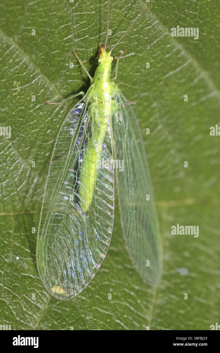 Common green lacewing (Chrysoperla carnea Stock Photo - Alamy