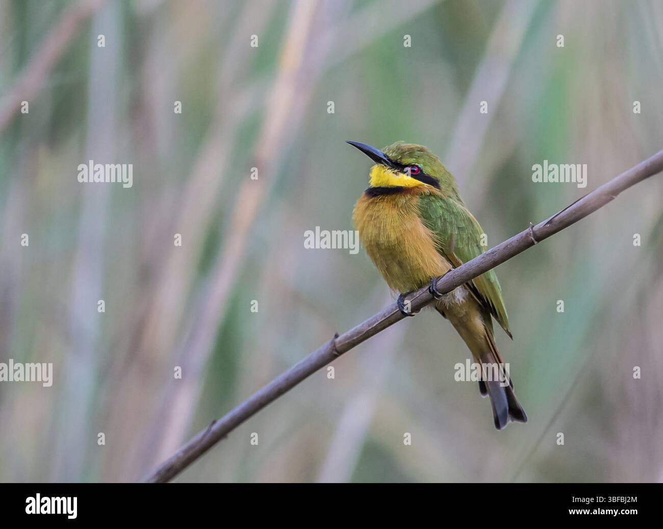 Dwarf spint (Merops pusillus Stock Photo - Alamy
