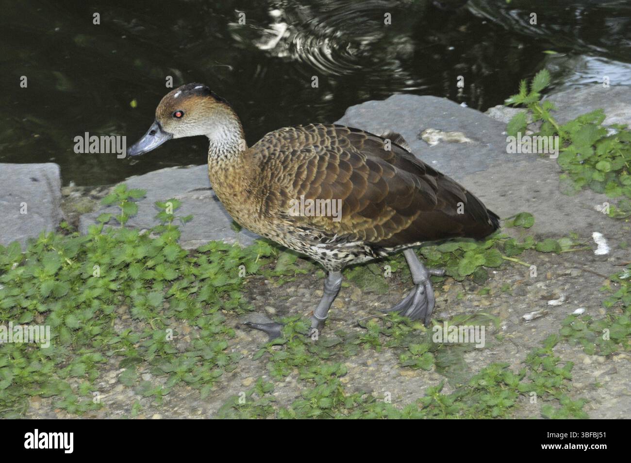 Anseriformes hi-res stock photography and images - Alamy