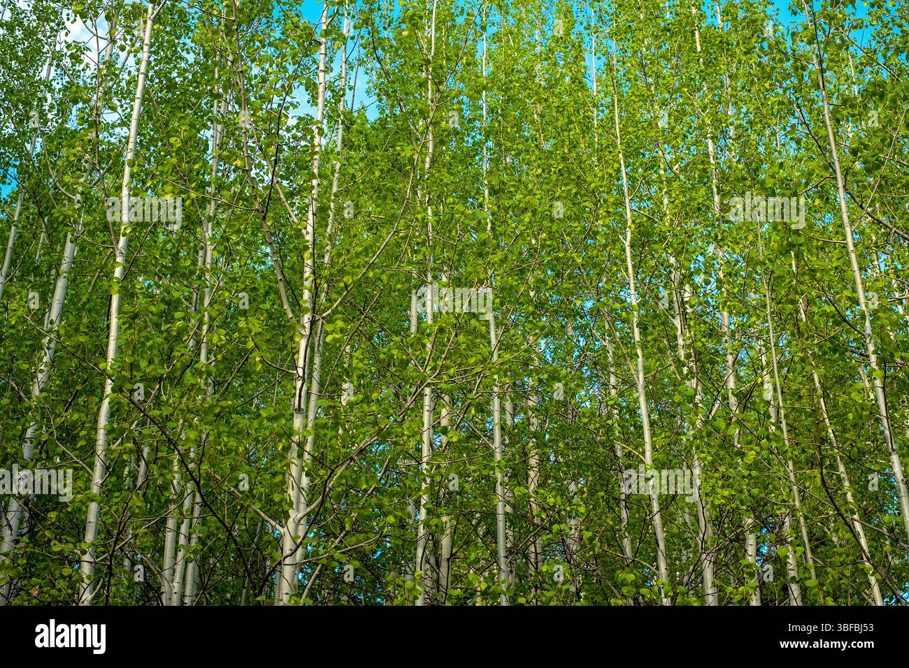 May 31, 2025. The vivid greens of new aspen leaves are always a welcome ...