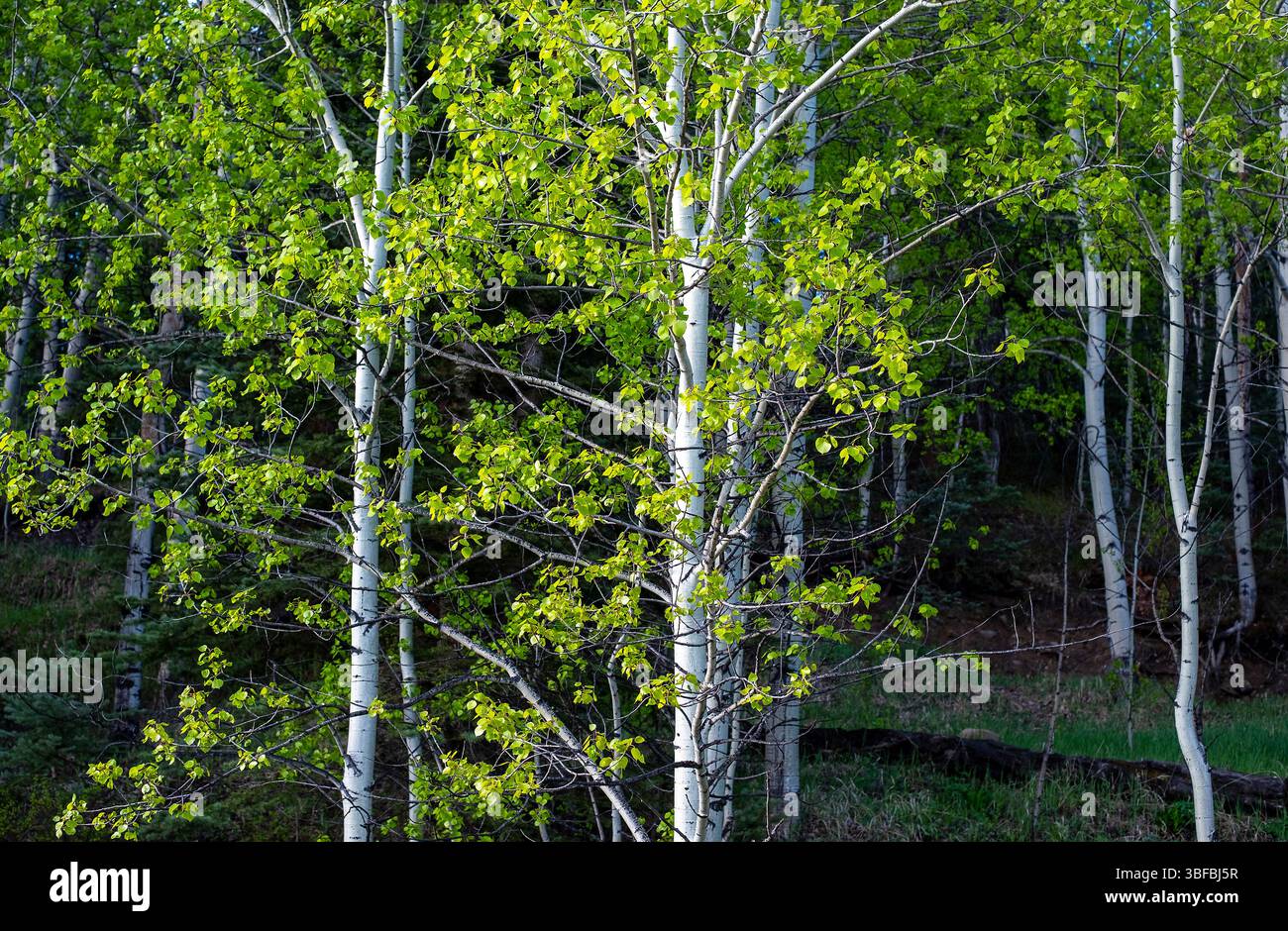 May 31, 2025. The vivid greens of new aspen leaves are always a welcome ...