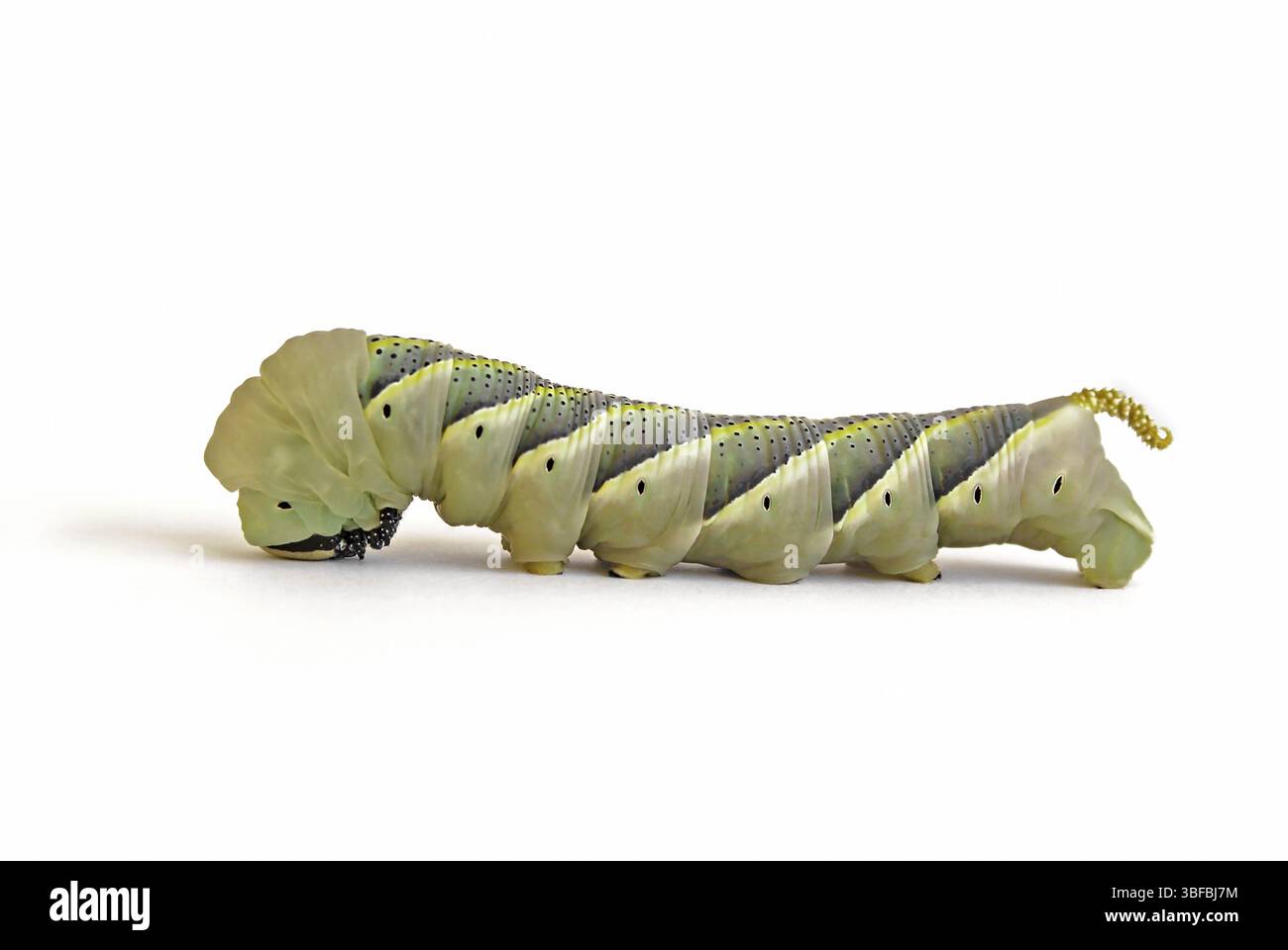 Caterpillar acherontia atropos deaths Cut Out Stock Images & Pictures ...