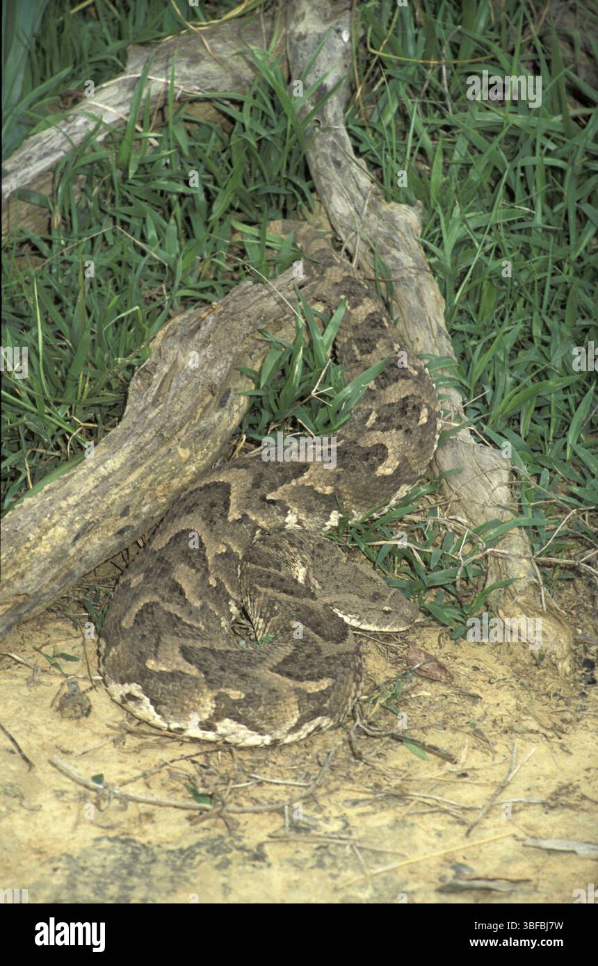 Common puff adder (Bitis arietans Stock Photo - Alamy