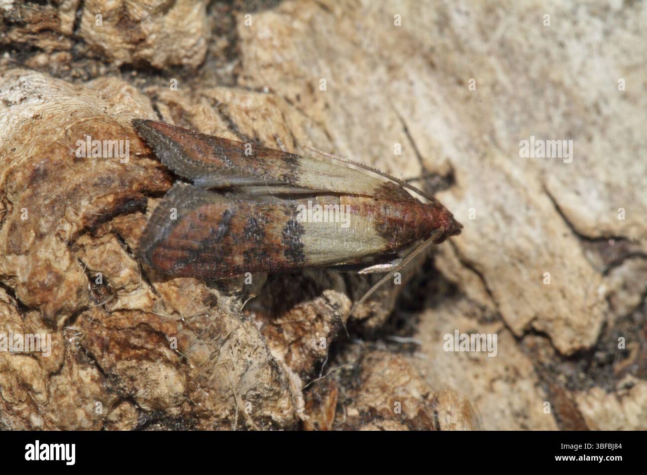 Copper-red fruit moth (Plodia interpunctella Stock Photo - Alamy