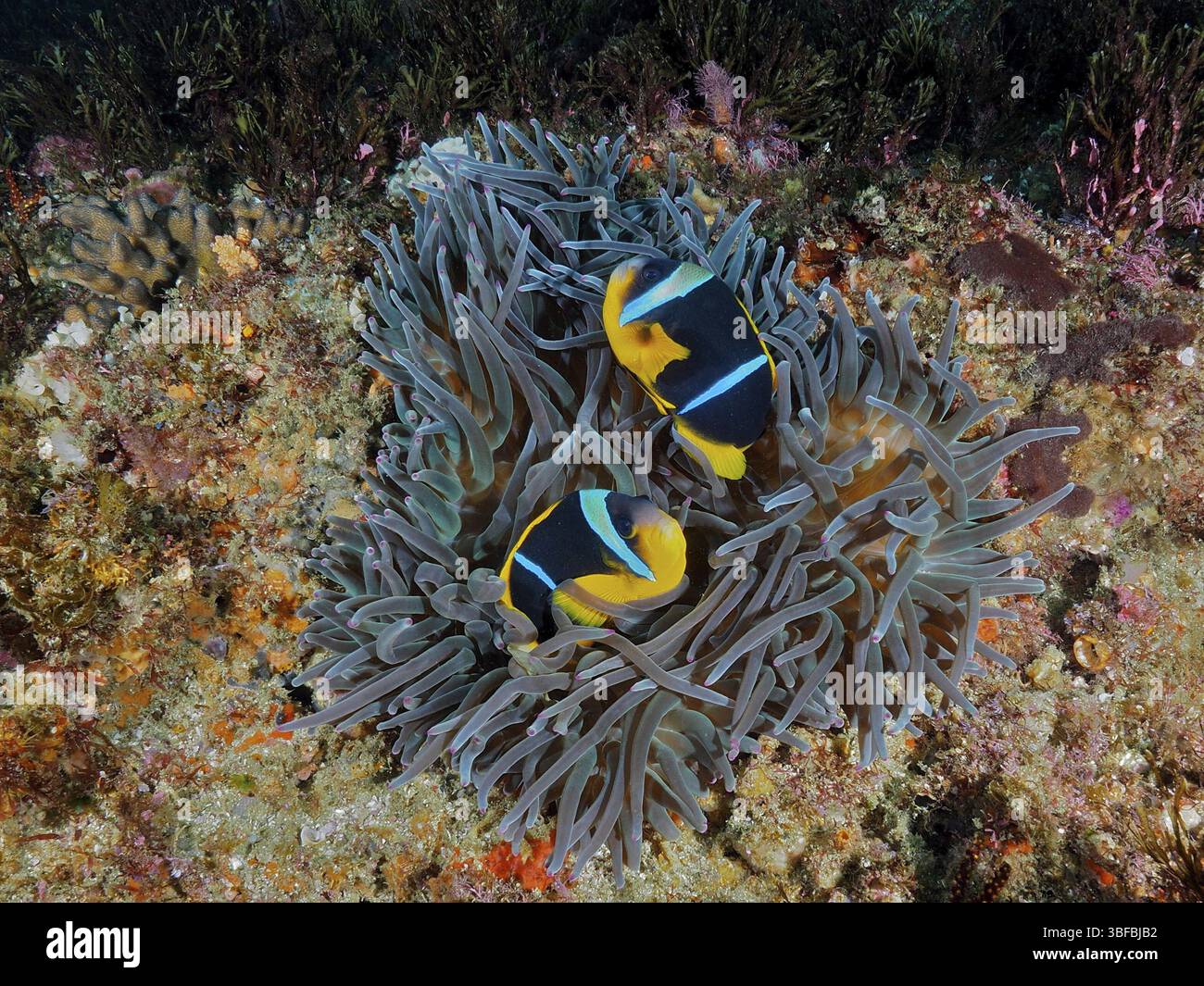 Allard's clownfish (Amphiprion allardi Stock Photo - Alamy