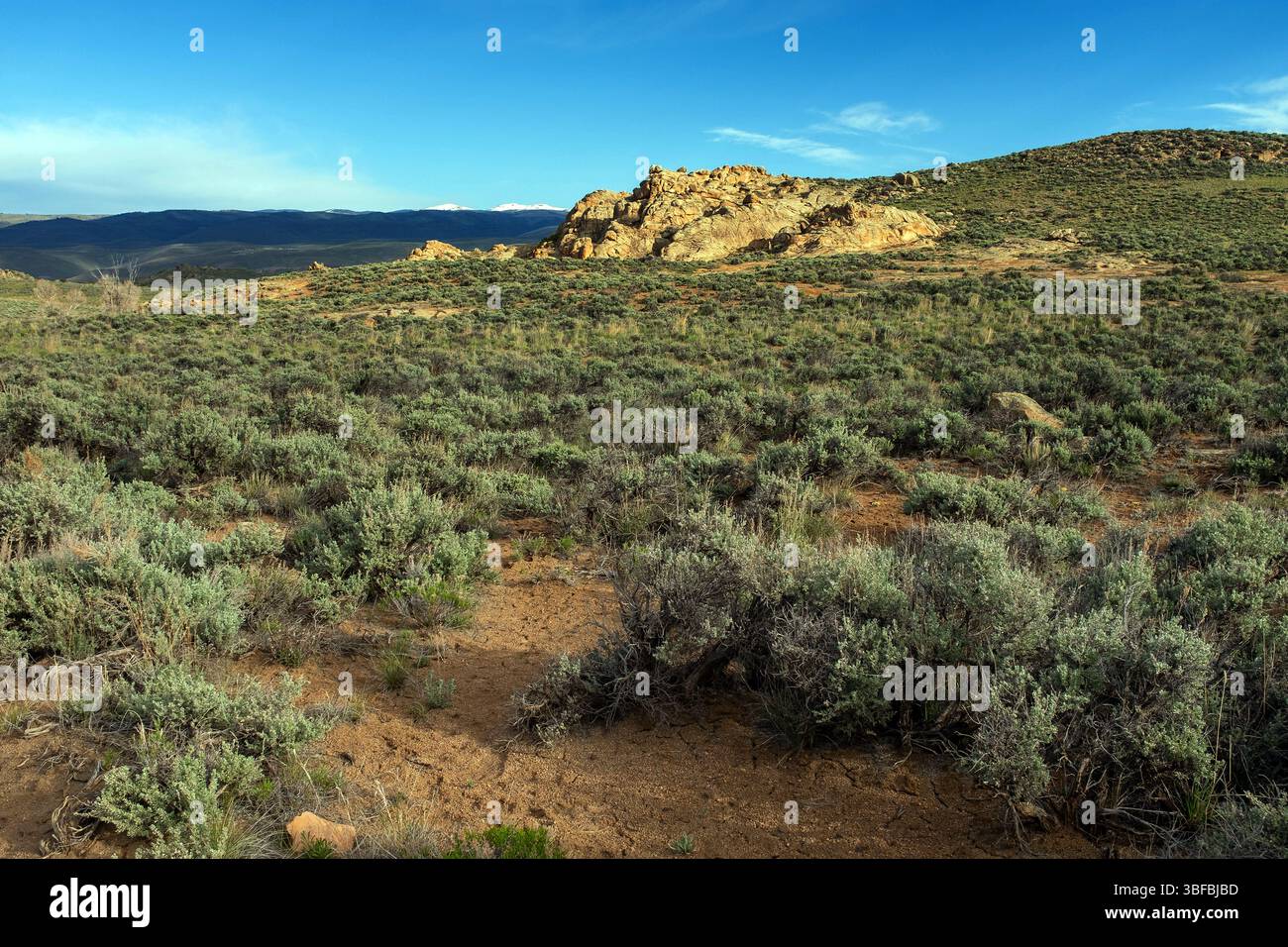 May 31, 2025: The rich green sage fields of the high desert of the ...