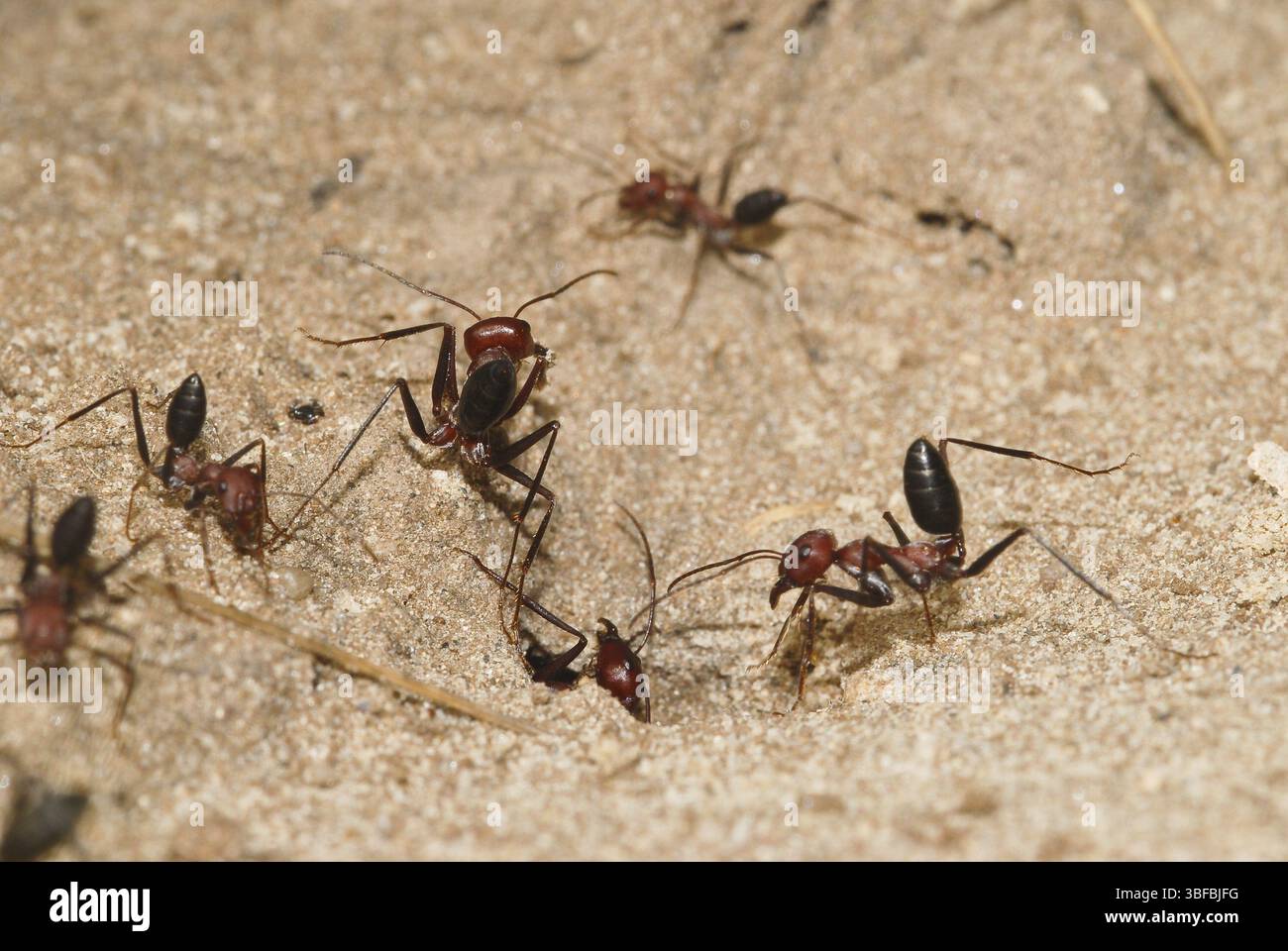 Desert ants hi-res stock photography and images - Alamy