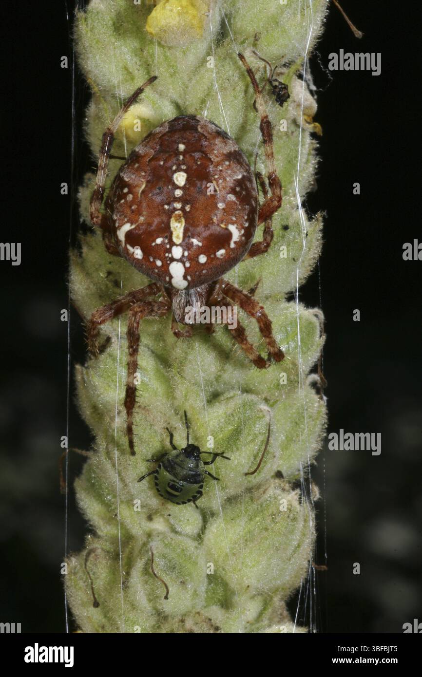 Garden cross spider (Araneus diadematus Stock Photo - Alamy