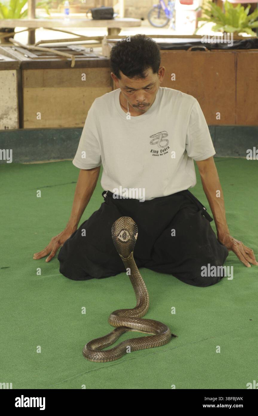 Snake tamer with cobra (Naja kaouthia Stock Photo - Alamy