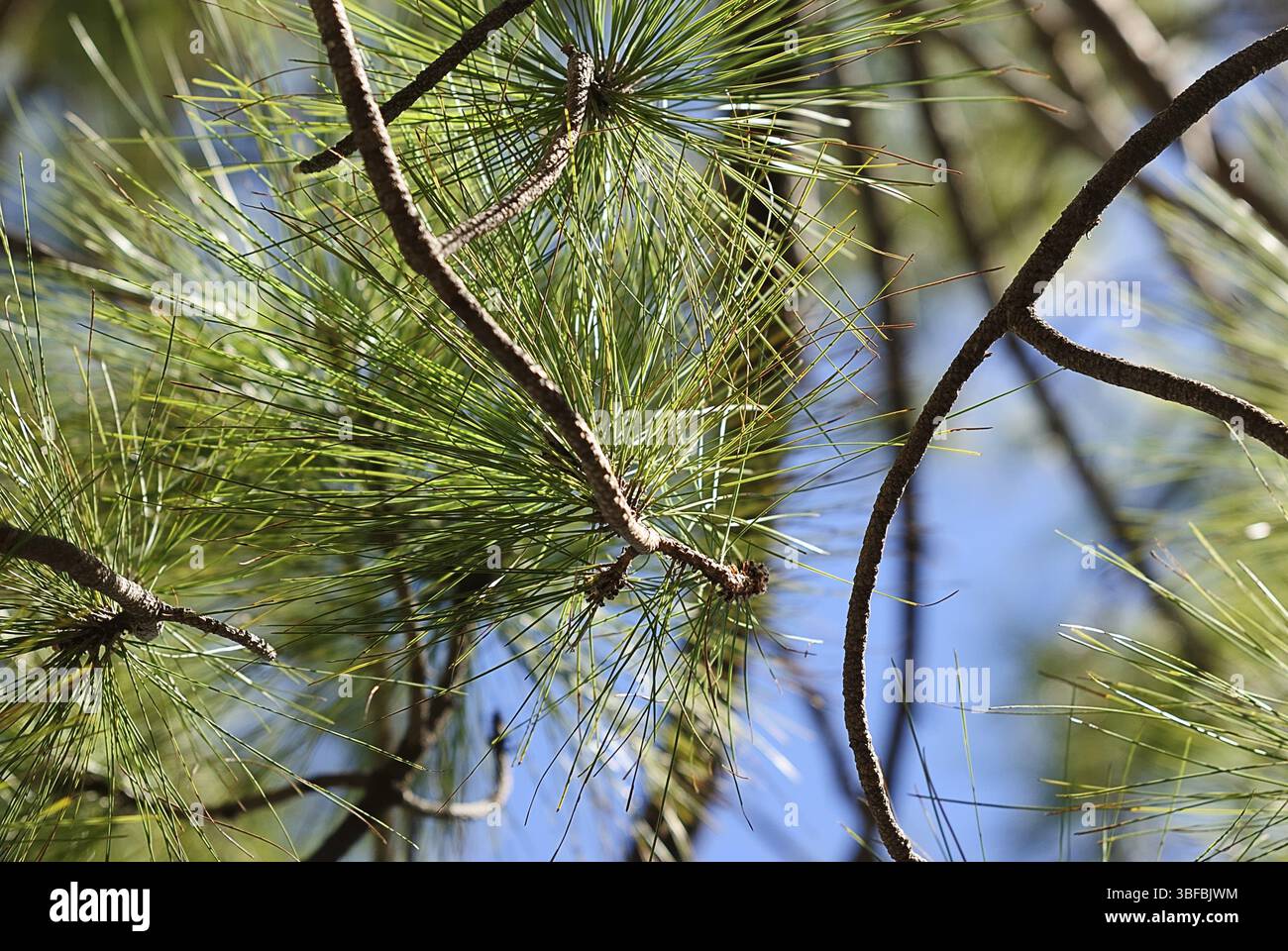 Canary Island pine (pinus canariensis Stock Photo - Alamy