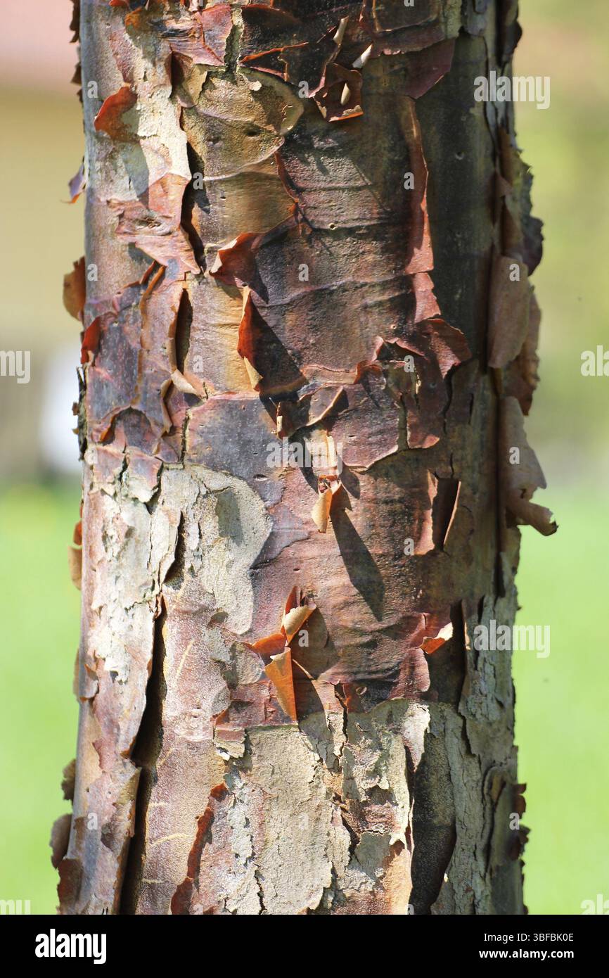 Cinnamon maple bark (Acer griseum Stock Photo - Alamy