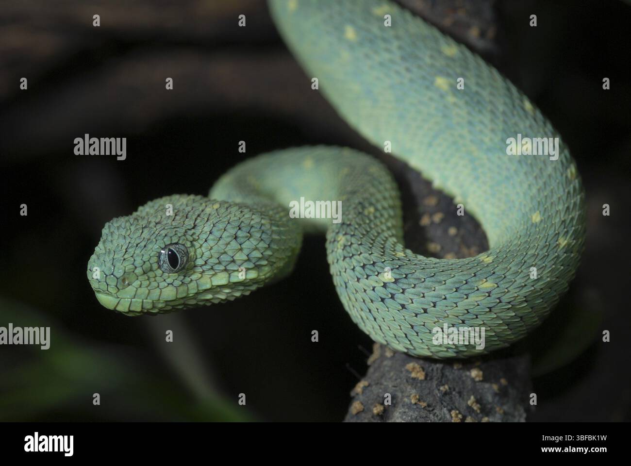 West African bush viper (Atheris chlorechis Stock Photo - Alamy