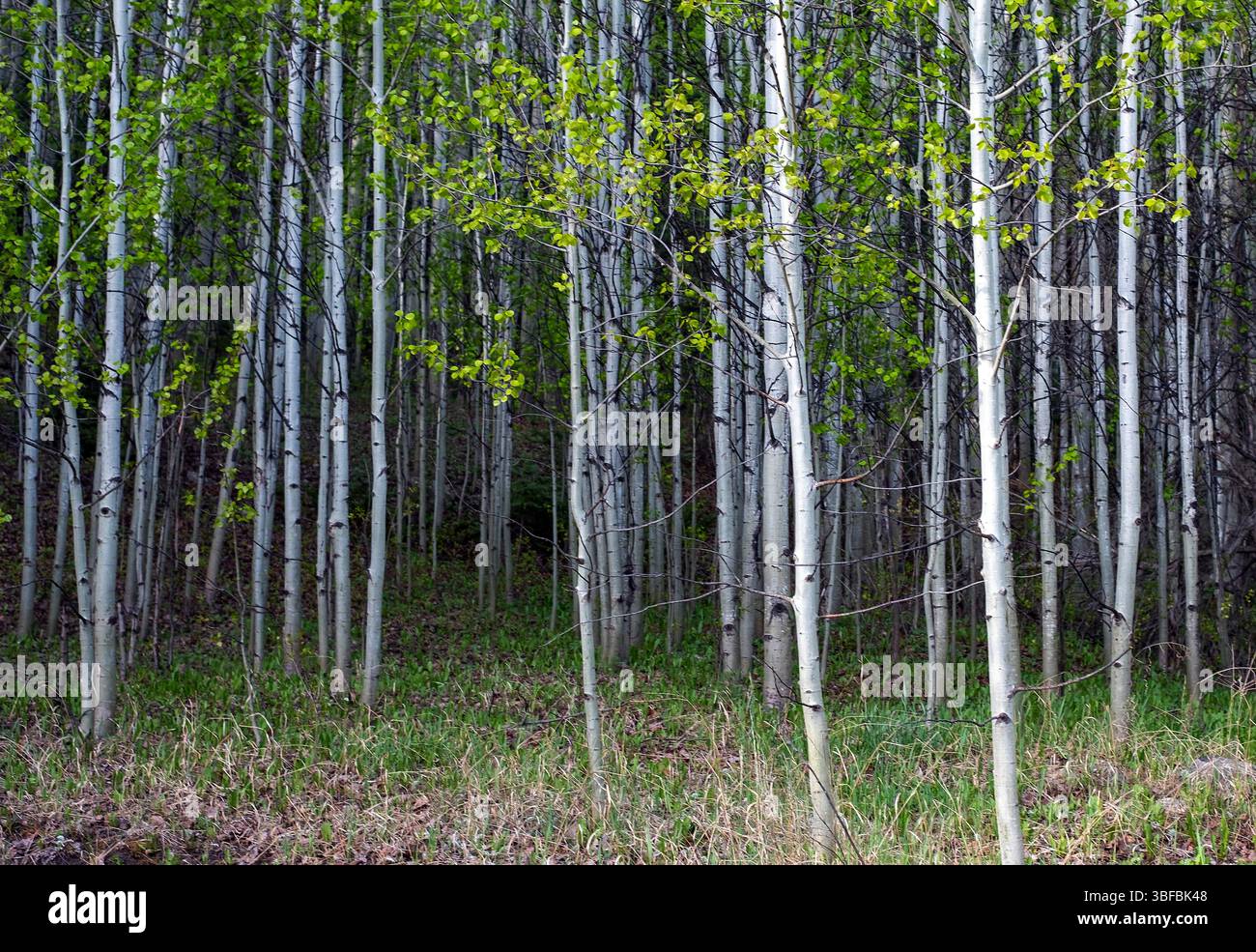 May 31, 2025. The vivid greens of new aspen leaves are always a welcome ...