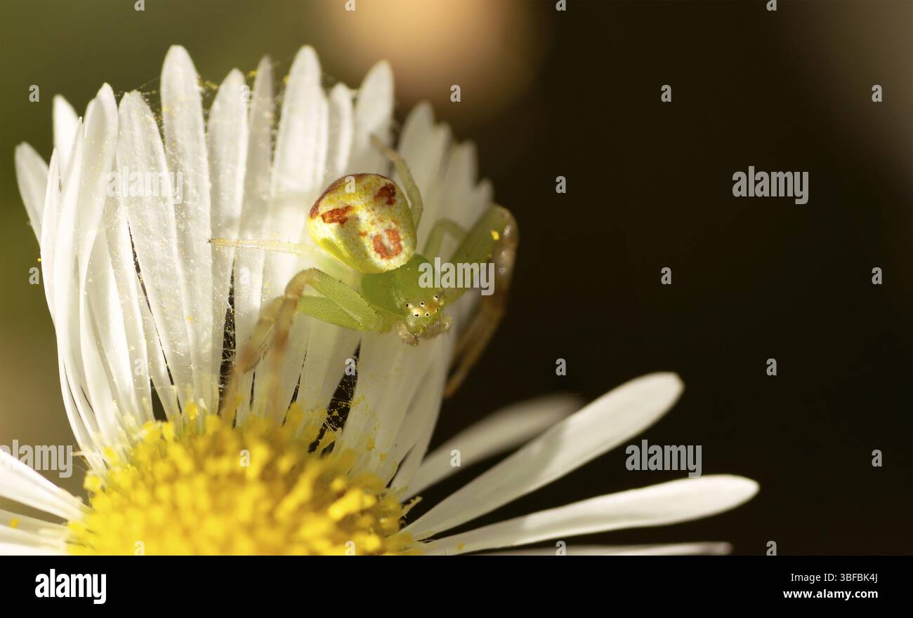 Xysticus pavesii hi-res stock photography and images - Alamy