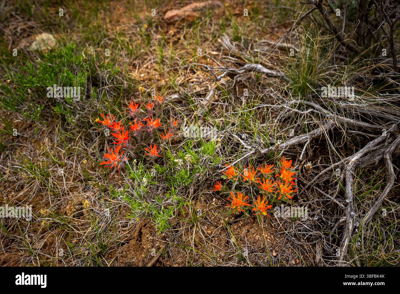 May 31, 2025: Wildflowers begin to emerge in the Hartman Rocks ...