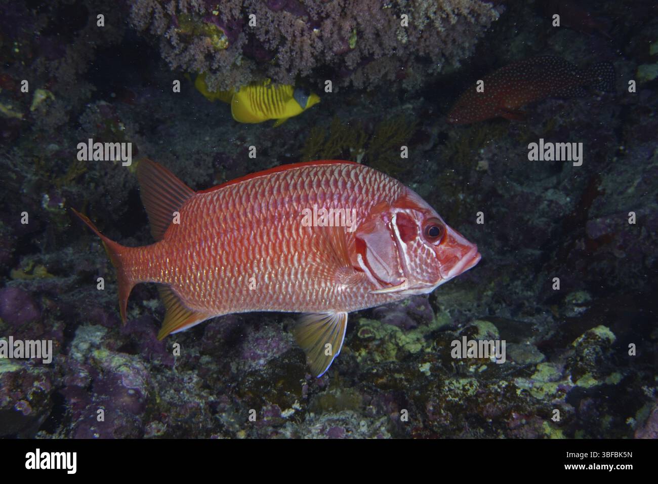Large-thorned hussar fish (Sargocentron spiniferum Stock Photo - Alamy