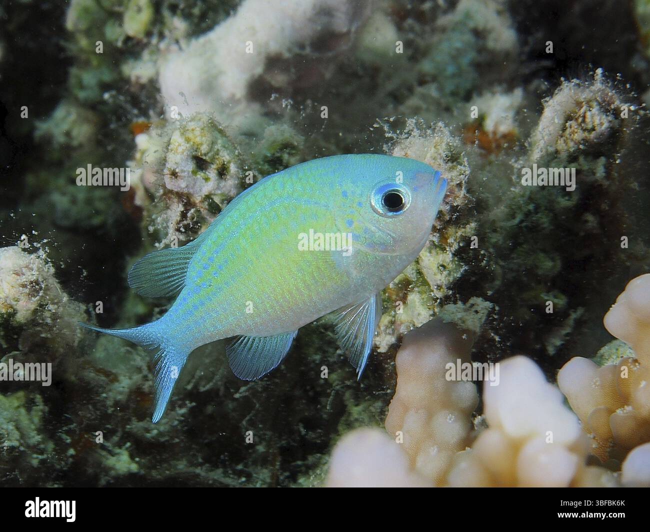 Green Chromis (Chromis viridis Stock Photo - Alamy