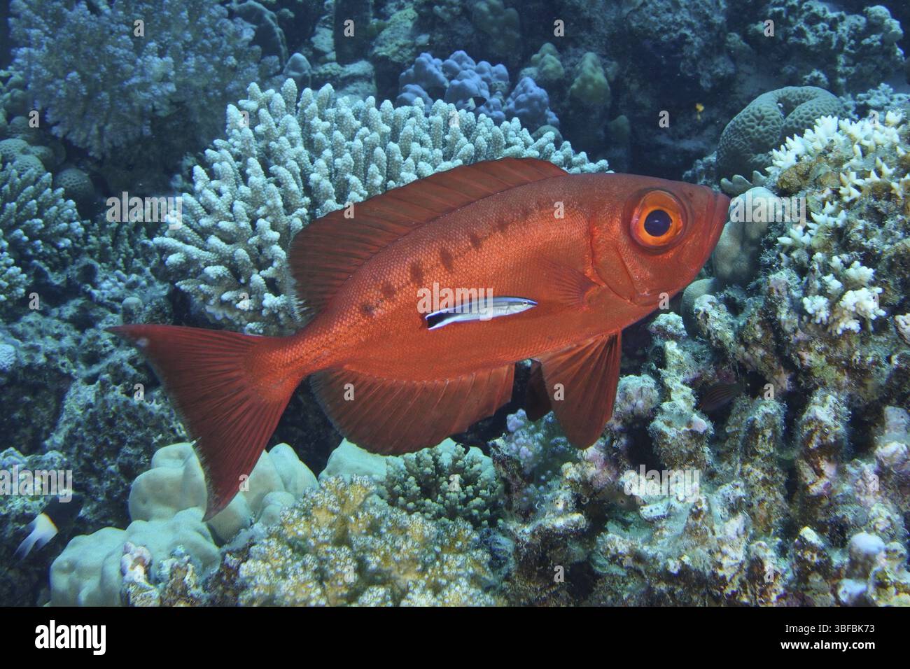 Reef bigeye perch (Priacanthus hamrur Stock Photo - Alamy