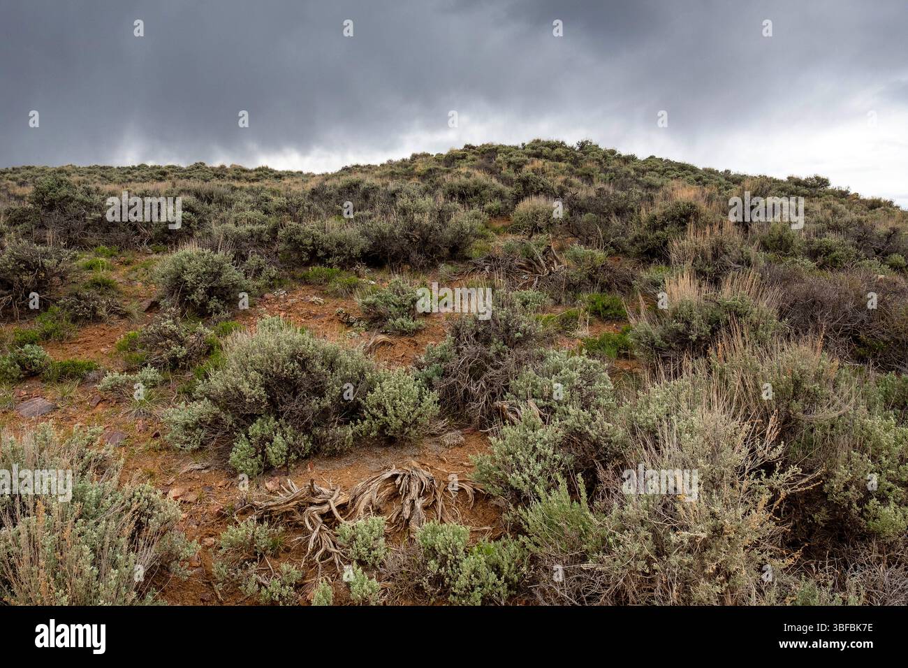 May 31, 2025: The rich green sage fields of the high desert of the ...