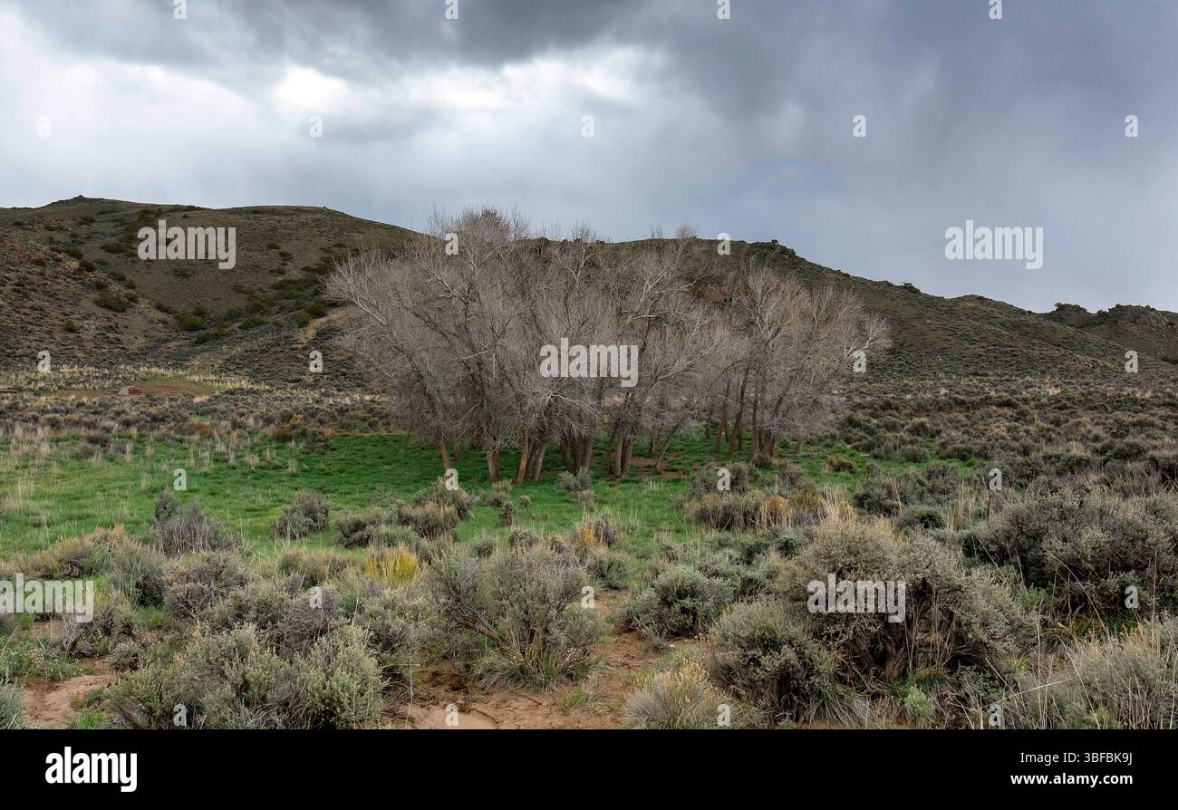May 31, 2025: The rich green sage fields of the high desert of the ...