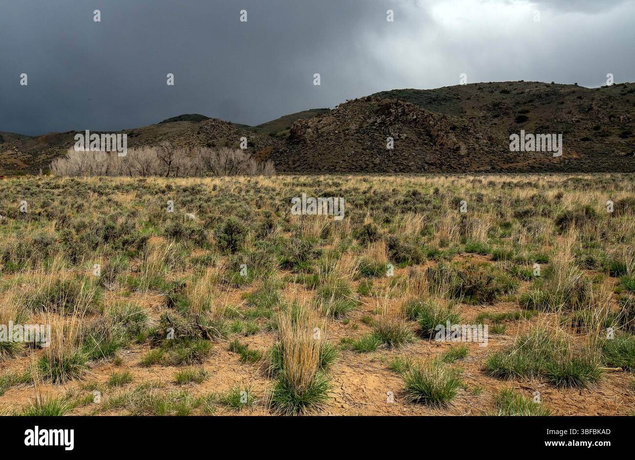 May 31, 2025: The rich green sage fields of the high desert of the ...