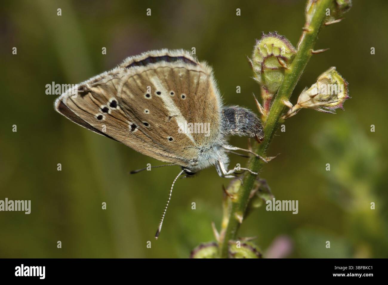 Striped Blue, White Dagger Blue (Polyommatus damon Stock Photo - Alamy