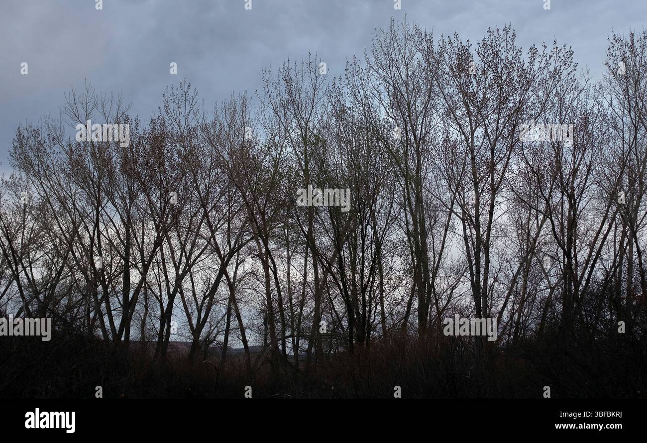 May 31, 2025: Cottonwood trees beginning to bloom along the Colorado ...