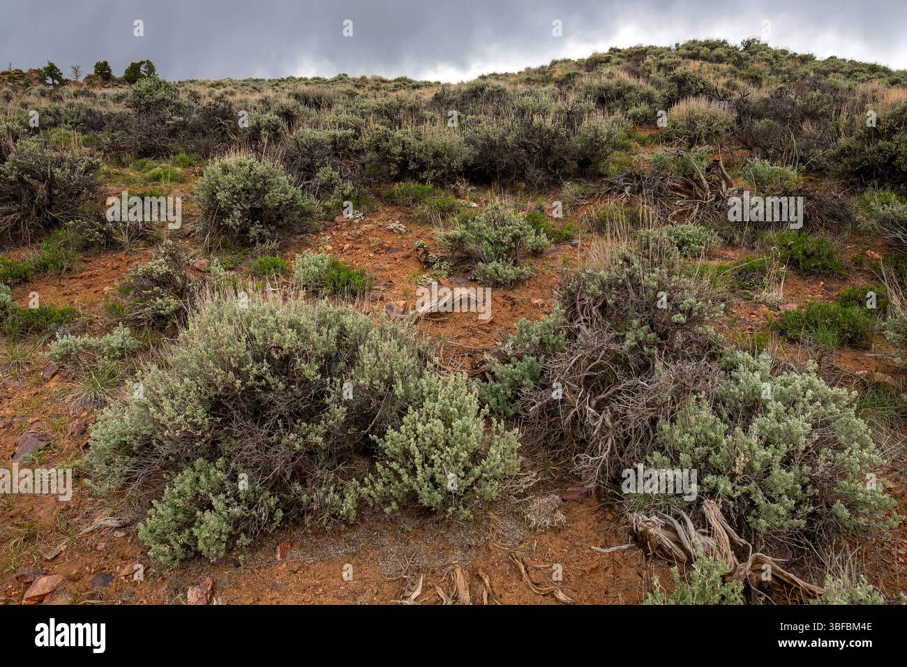 May 31, 2025: The rich green sage fields of the high desert of the ...