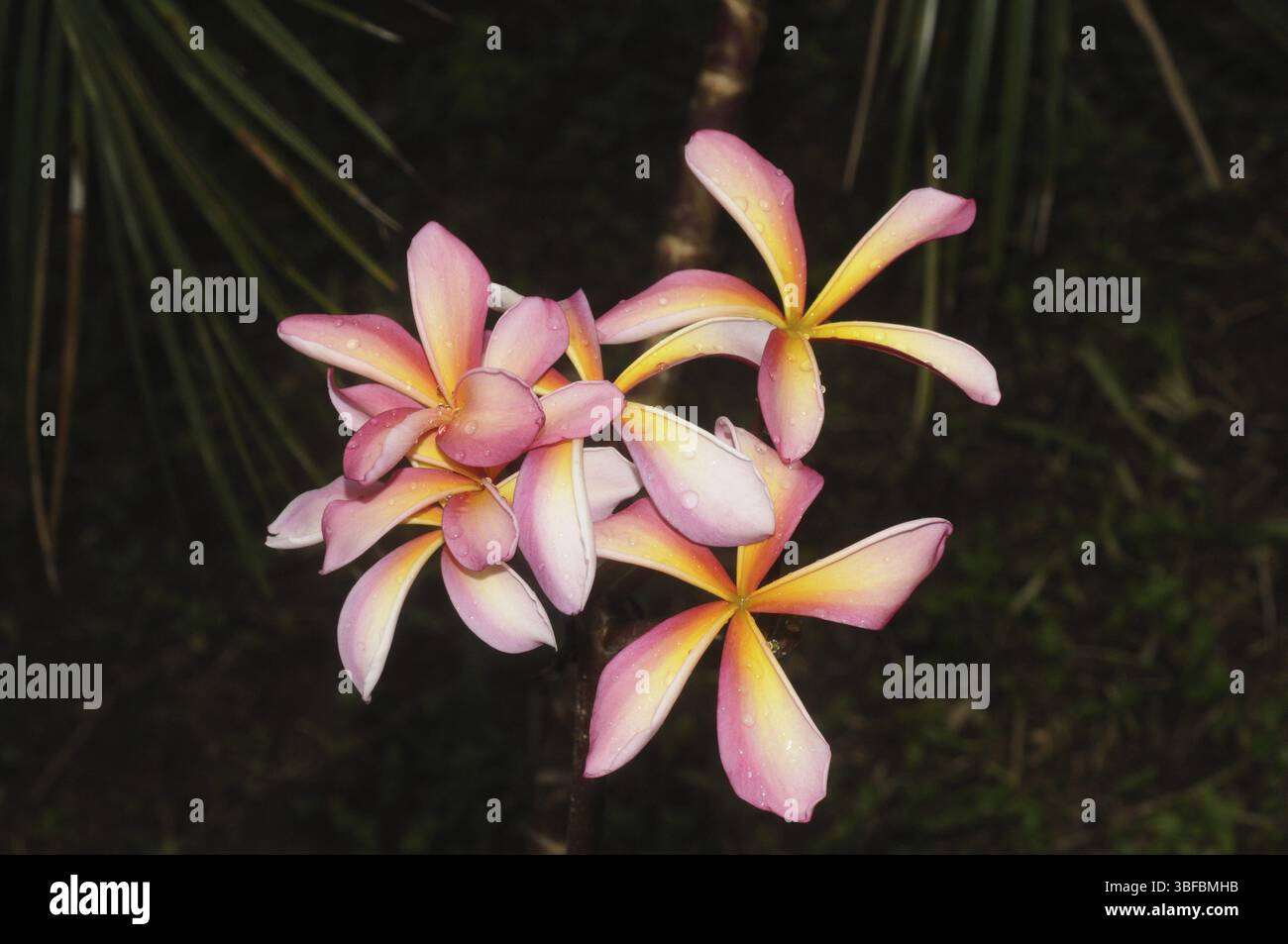 Frangipani tree hi-res stock photography and images - Alamy