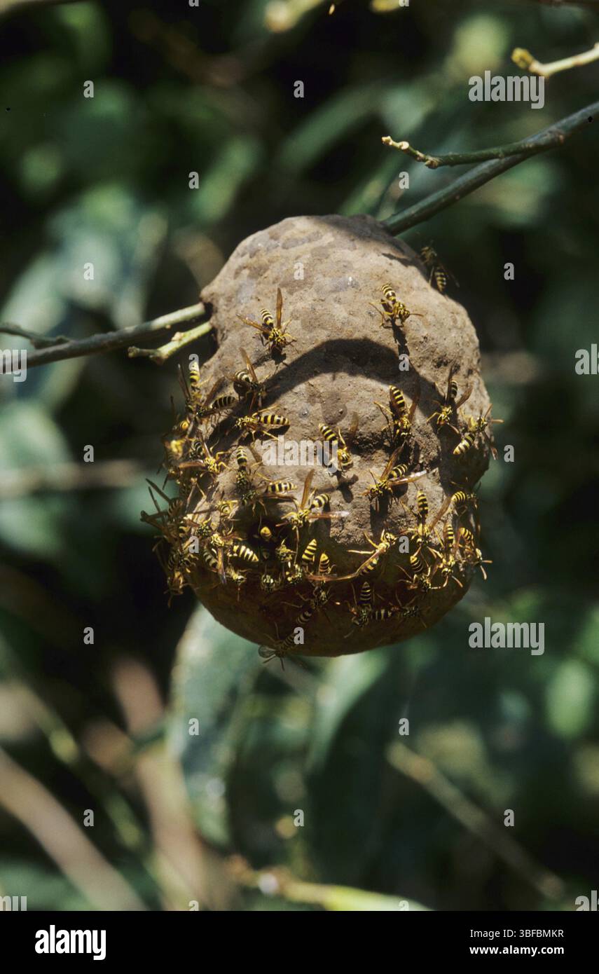 Wasp nest (Hymenoptera Stock Photo - Alamy