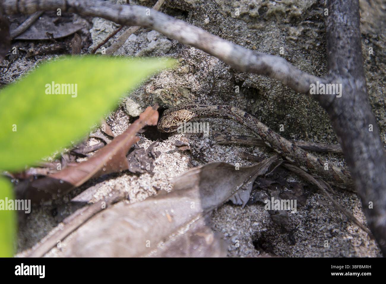 Snake hiding place hi-res stock photography and images - Alamy