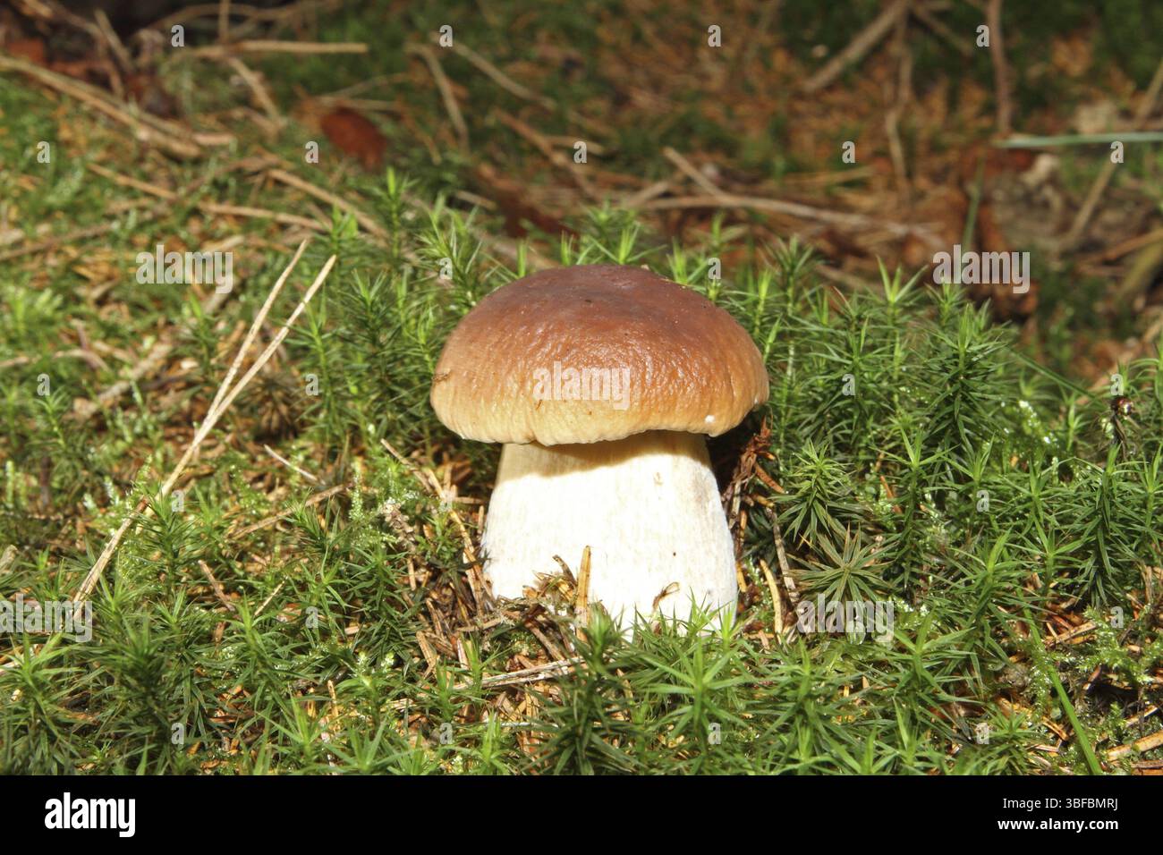 Boletus edulis white mushroom hi-res stock photography and images - Alamy