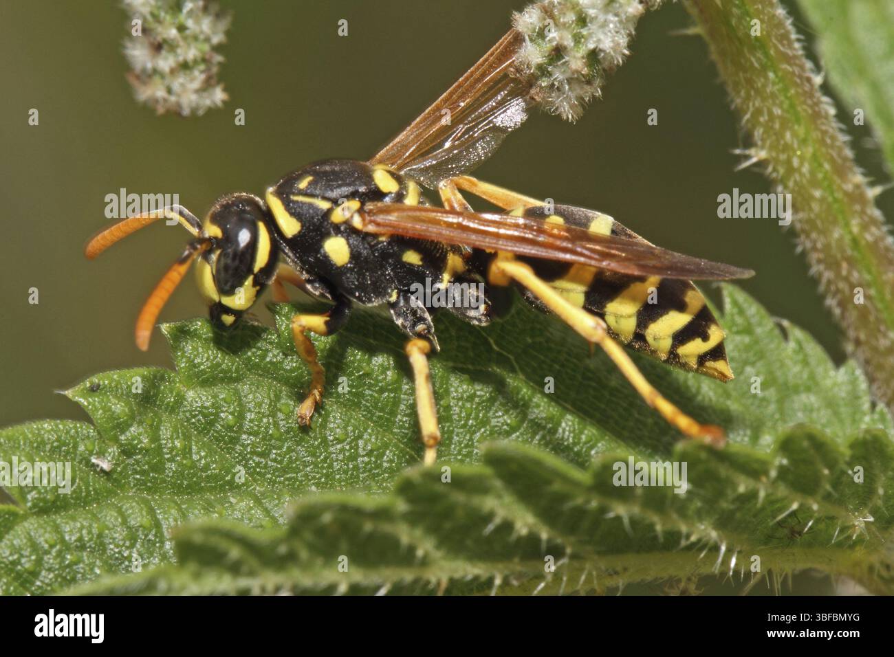 French field wasp (Polistes dominula Stock Photo - Alamy