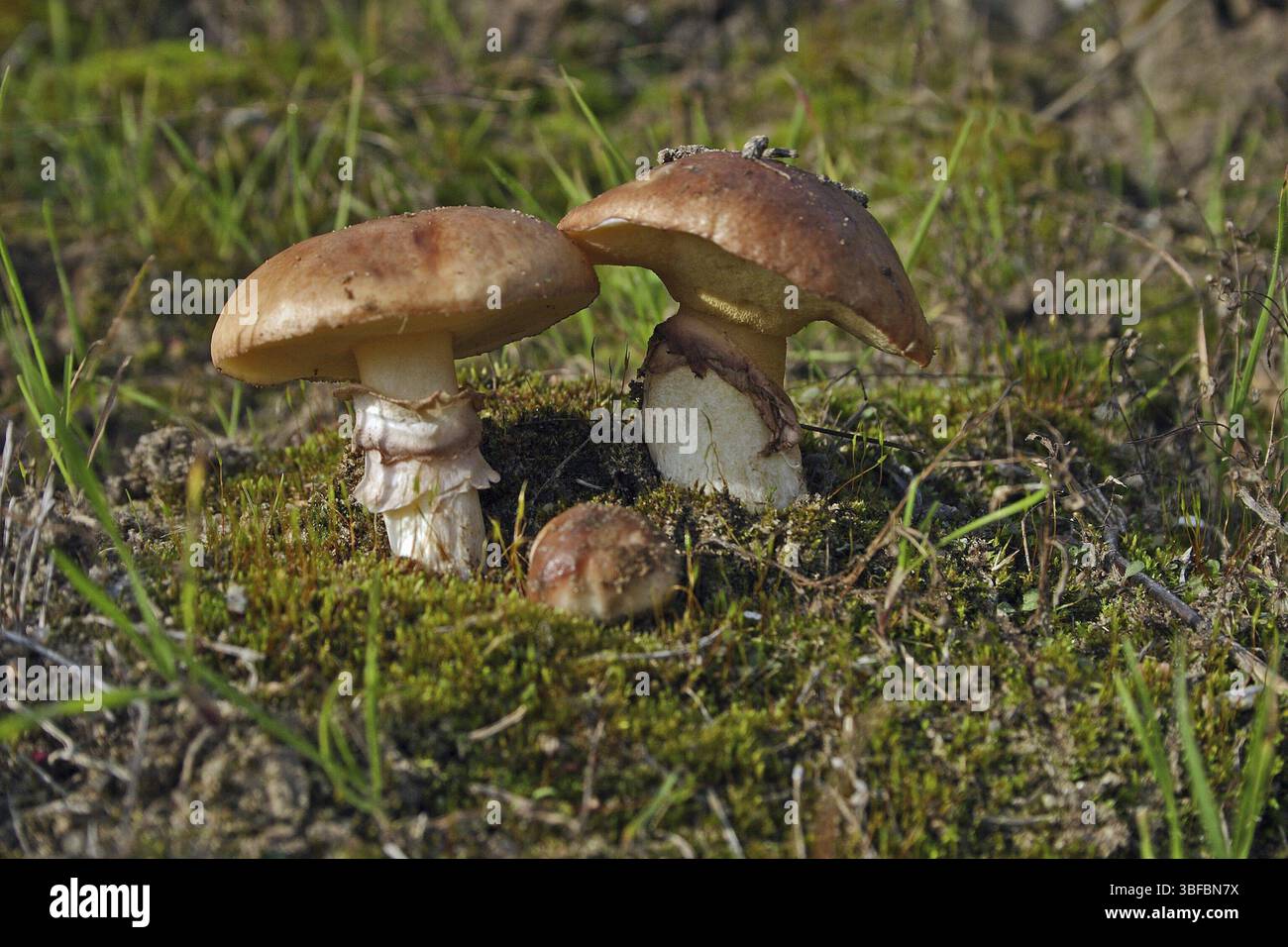 Butter boletus (Suillus luteus Stock Photo - Alamy