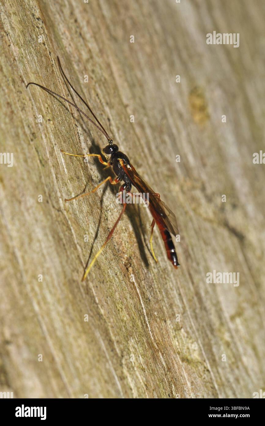Sickle wasp (Therion circumflexum Stock Photo - Alamy